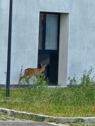Capriolo in pieno centro a Forlì, l’intervento della Polizia ...
